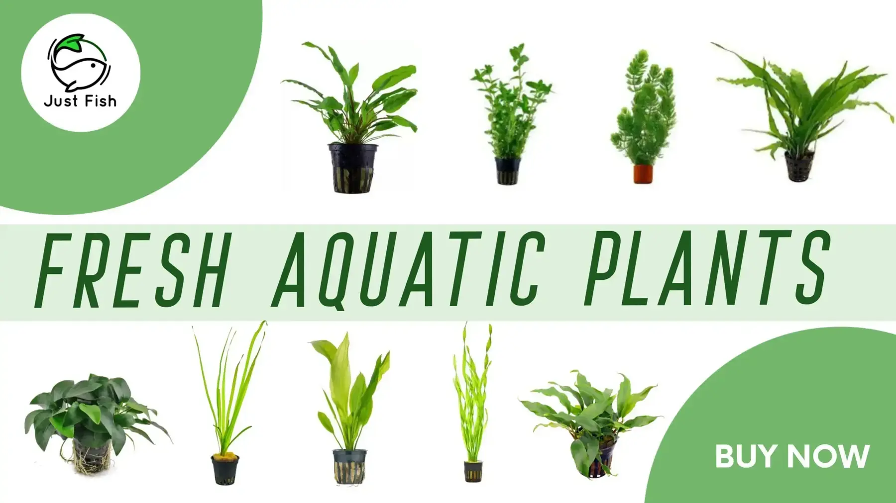 Just Fish Bangalore | Online Aquarium Store, BANGALORE - Order Online